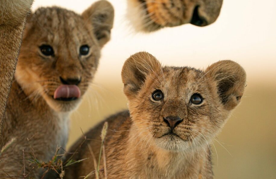 10 Incredible Winning Images From Kenya’s Maasai Mara Wildlife ...