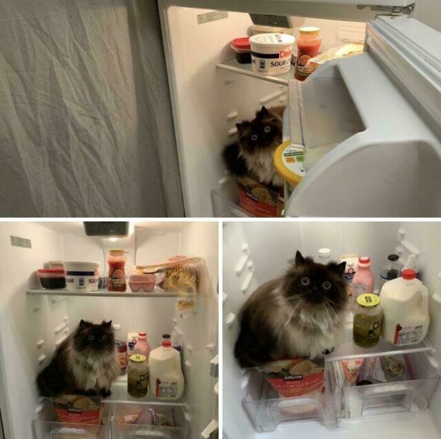 20 People Are Sharing Weird Fridge Interiors, And Here Are 20 Of The ...
