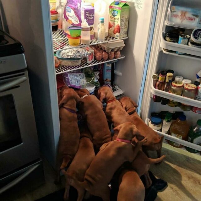 20 People Are Sharing Weird Fridge Interiors, And Here Are 20 Of The ...