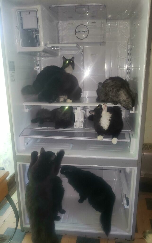 20 People Are Sharing Weird Fridge Interiors, And Here Are 20 Of The ...