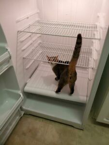 20 People Are Sharing Weird Fridge Interiors, And Here Are 20 Of The ...