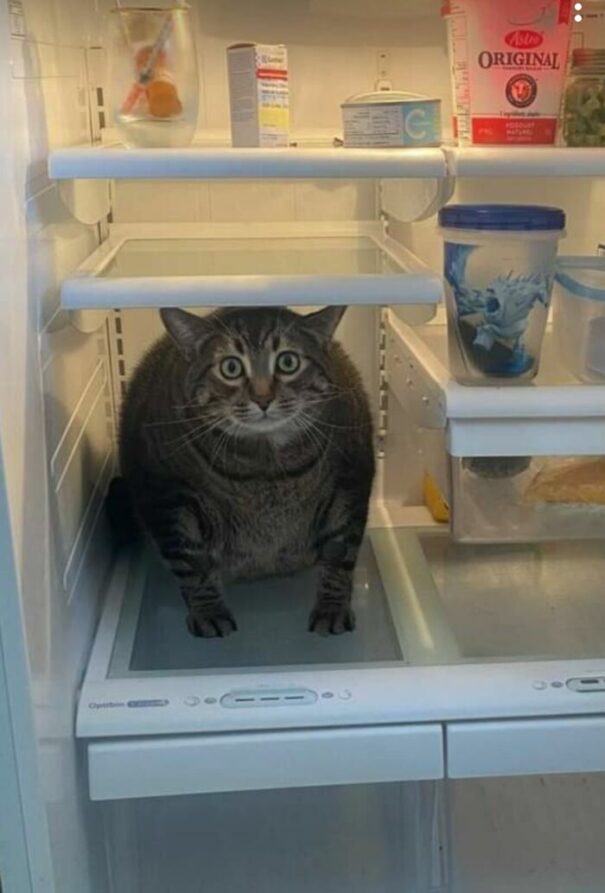 20 People Are Sharing Weird Fridge Interiors, And Here Are 20 Of The ...