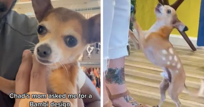 Viral Dog Groomer Gabriel Feitosa Transforms Dogs Into Other Adorable ...