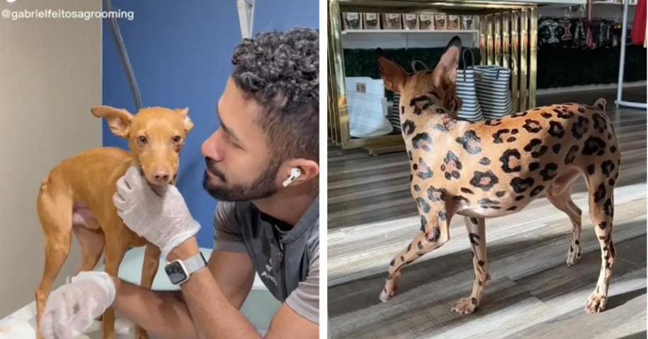 Viral Dog Groomer Gabriel Feitosa Transforms Dogs Into Other Adorable Animals | DeMilked