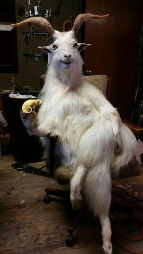 20 Funny Examples Of Taxidermy Gone Horrifically Wrong | DeMilked
