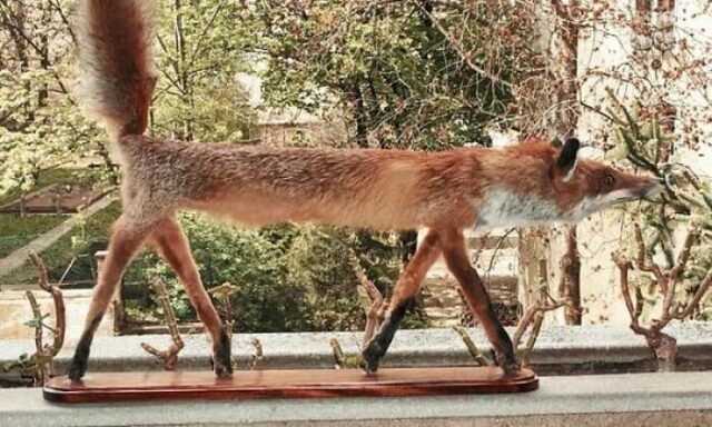 20 Funny Examples Of Taxidermy Gone Horrifically Wrong | DeMilked