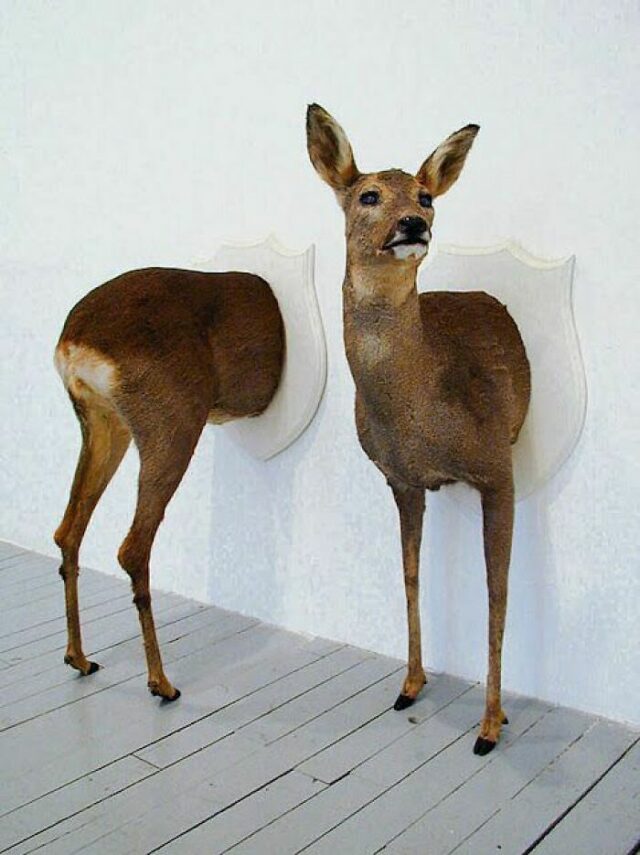 20 Funny Examples Of Taxidermy Gone Horrifically Wrong | DeMilked