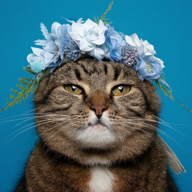 Cat Photographer Creates A Series Of Portraits With Funny, Grumpy, And ...
