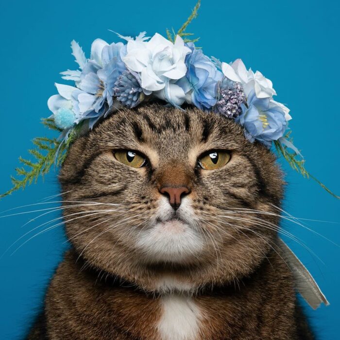 Cat Photographer Creates A Series Of Portraits With Funny, Grumpy, And ...