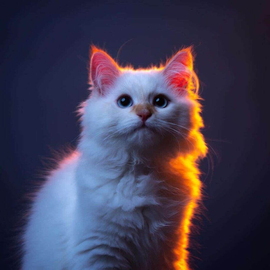 Cat Photographer Creates A Series Of Portraits With Funny, Grumpy, And ...