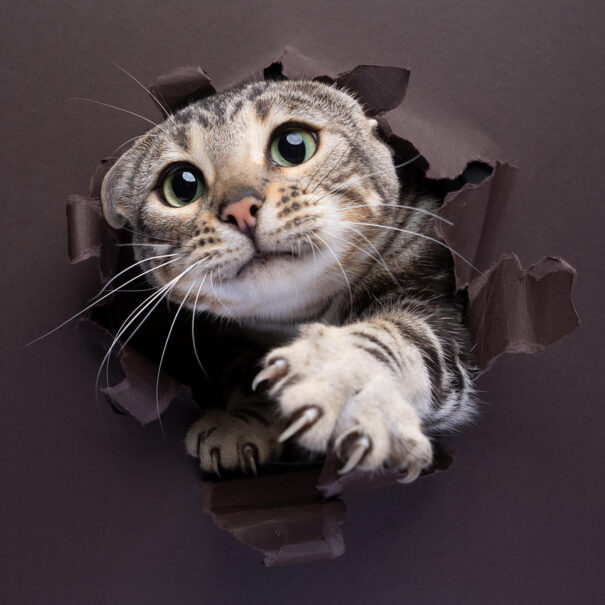 Cat Photographer Creates A Series Of Portraits With Funny, Grumpy, And ...