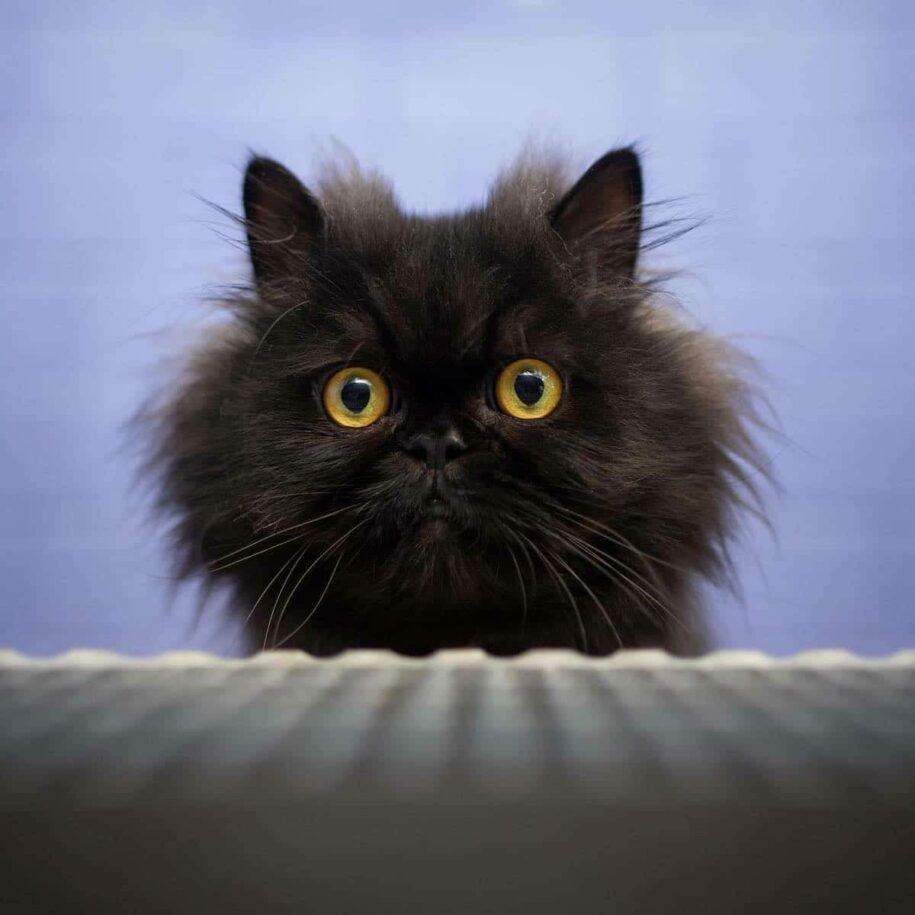 Cat Photographer Creates A Series Of Portraits With Funny, Grumpy, And ...