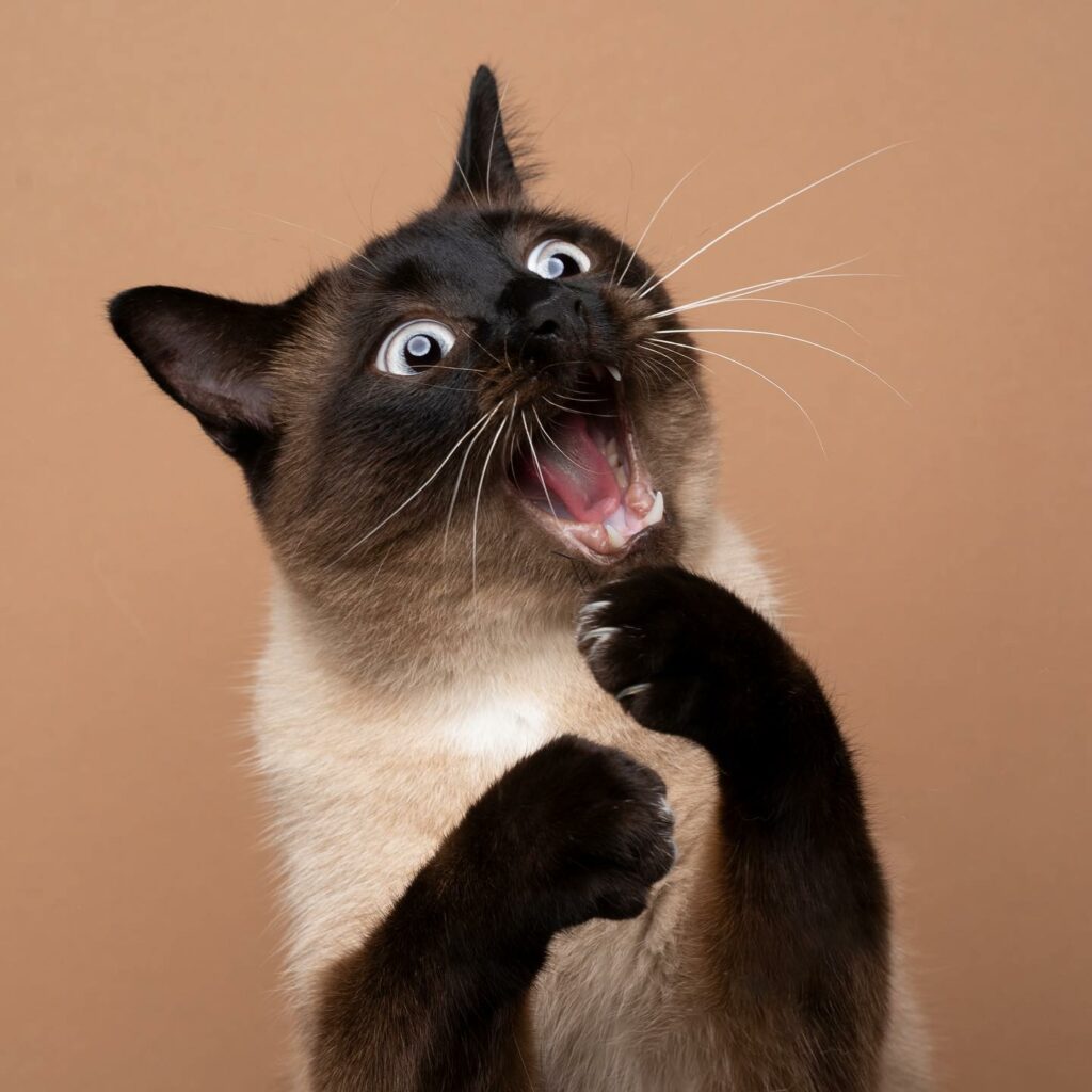 Cat Photographer Creates A Series Of Portraits With Funny, Grumpy, And ...