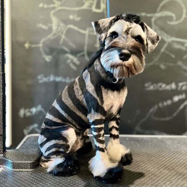 Viral Dog Groomer Gabriel Feitosa Transforms Dogs Into Other Adorable ...