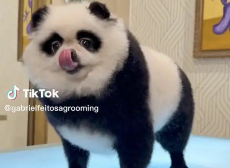 Viral Dog Groomer Gabriel Feitosa Transforms Dogs Into Other Adorable ...