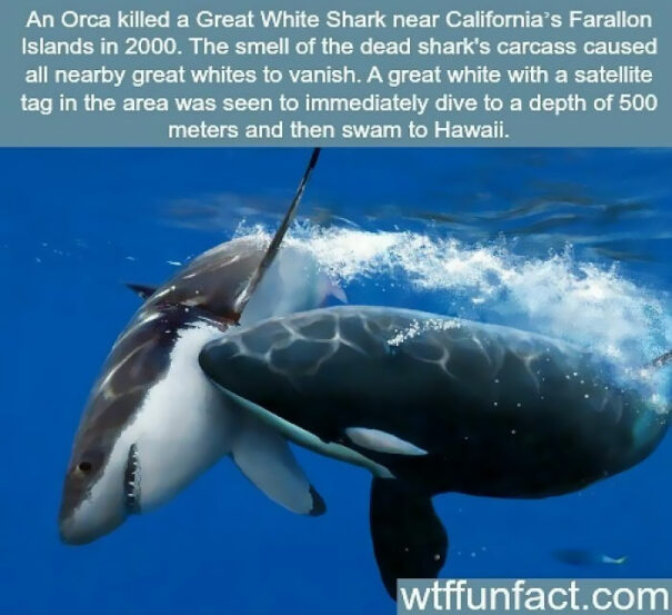 15 Creepy Real-Life Facts That Might Send A Shiver Down Your Spine ...