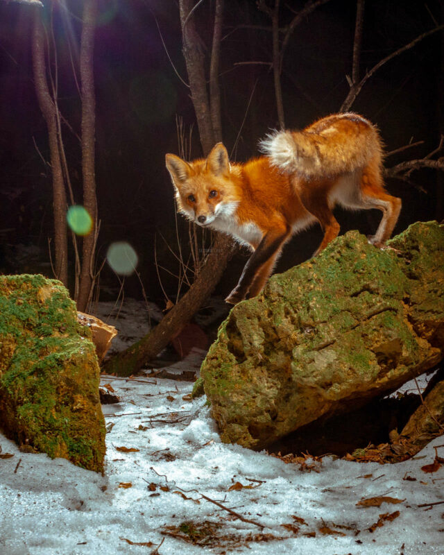 Photographer Sets Up His DIY Camera Trap In The Forest And Captures ...
