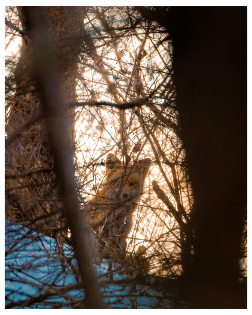 Photographer Sets Up His DIY Camera Trap In The Forest And Captures ...