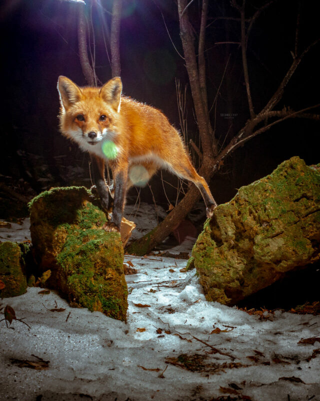 Photographer Sets Up His DIY Camera Trap In The Forest And Captures ...