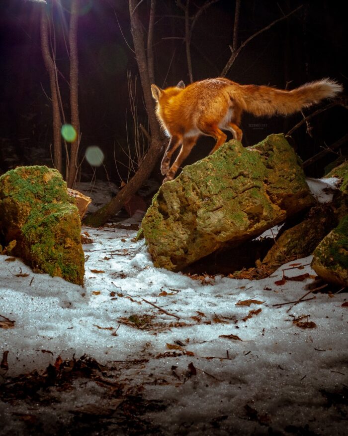 Photographer Sets Up His DIY Camera Trap In The Forest And Captures ...