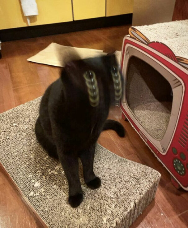 20 Ways To Capture A Hilariously Blurry Photo Of Your Cat, As Shared By ...