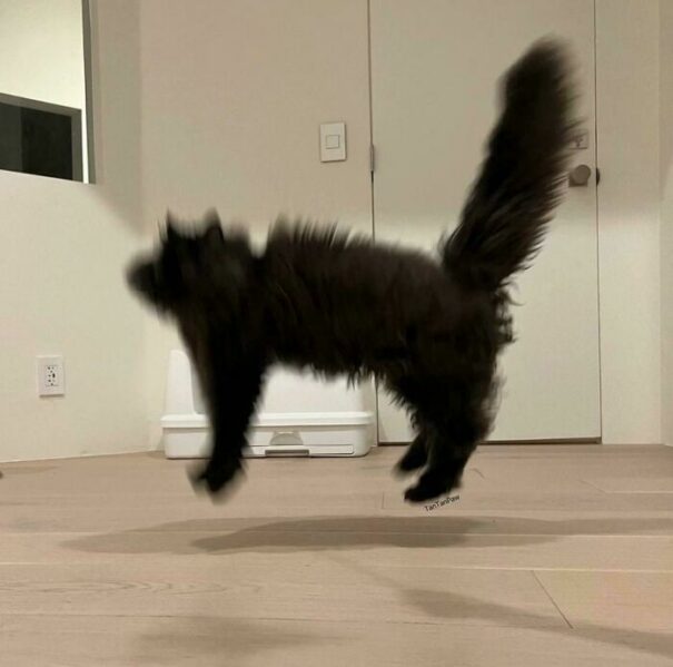 20 Ways To Capture A Hilariously Blurry Photo Of Your Cat, As Shared By ...