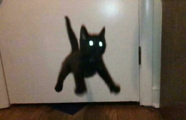 20 Ways To Capture A Hilariously Blurry Photo Of Your Cat, As Shared By ...