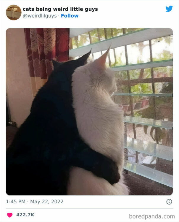 30 Times Cats Acted So Funny, People Had To Share Their Pics In "Cats ...