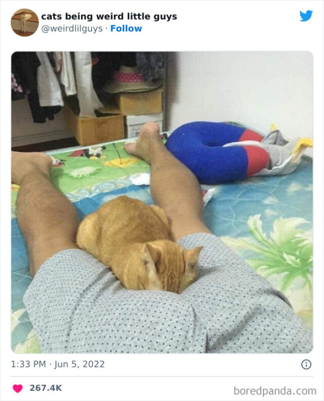 30 Times Cats Acted So Funny, People Had To Share Their Pics In "Cats ...