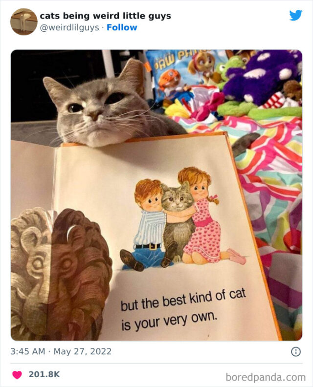 30 Times Cats Acted So Funny, People Had To Share Their Pics In "Cats ...