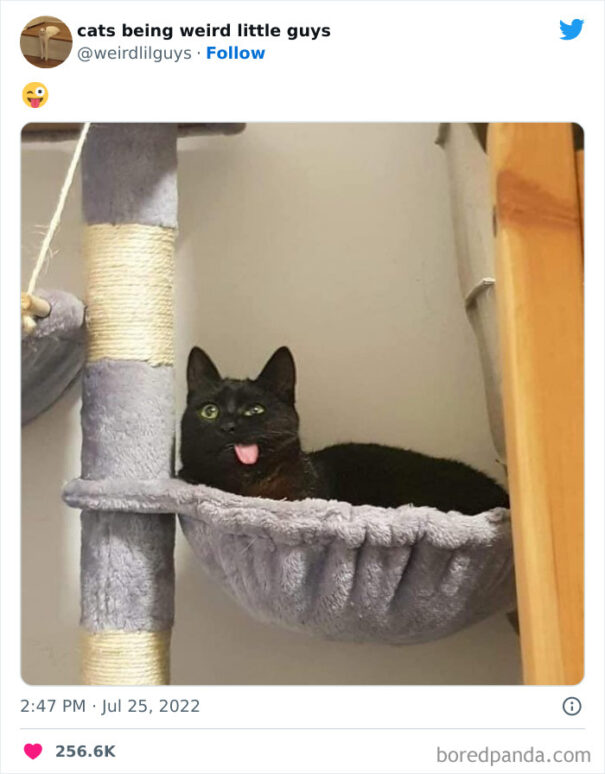 30 Times Cats Acted So Funny, People Had To Share Their Pics In "Cats Being Weird Little Guys ...