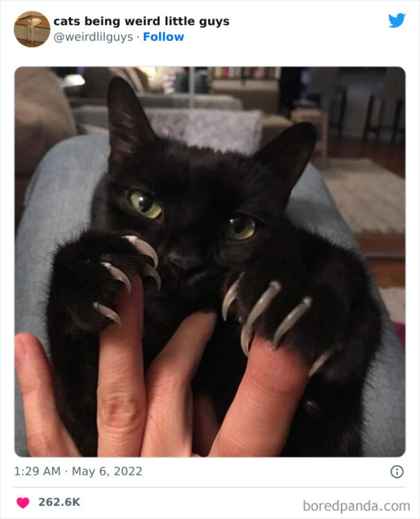 30 Times Cats Acted So Funny, People Had To Share Their Pics In "Cats ...