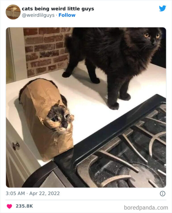 30 Times Cats Acted So Funny, People Had To Share Their Pics In "Cats ...