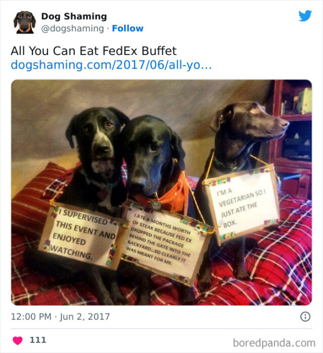 20 Of The Most Adorable Dog-Shaming Posts From This Twitter Page | DeMilked