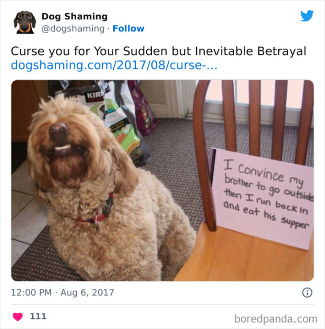 20 Of The Most Adorable Dog-Shaming Posts From This Twitter Page | DeMilked