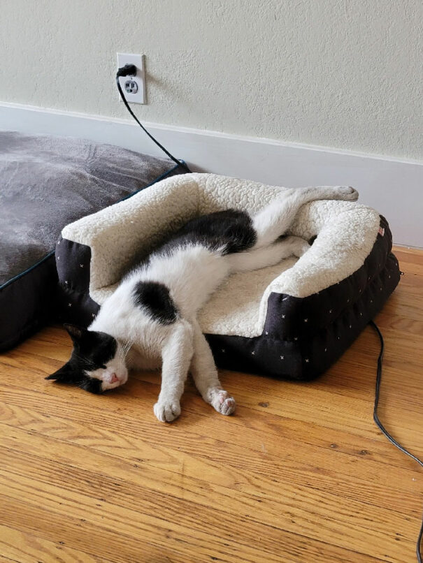 20 Of The Funniest Cat Pics Shared On The Facebook Page 'My House, Not ...
