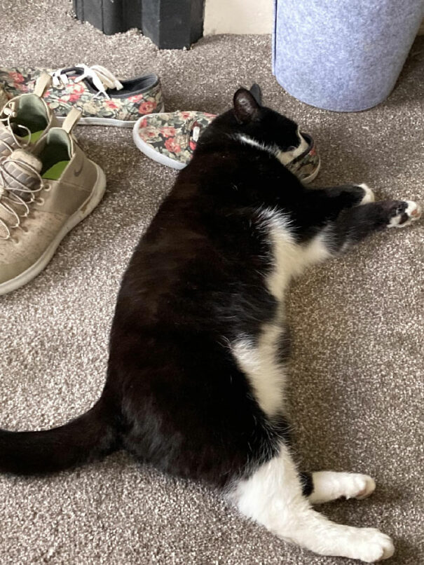 20 Of The Funniest Cat Pics Shared On The Facebook Page 'My House, Not ...