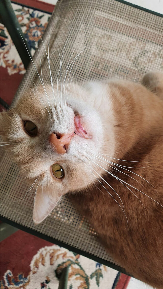 20 Of The Funniest Cat Pics Shared On The Facebook Page 'My House, Not ...