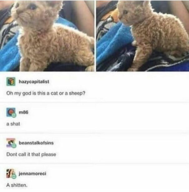 30 People Shared The Screenshots Of Funniest Conversations They Spotted ...