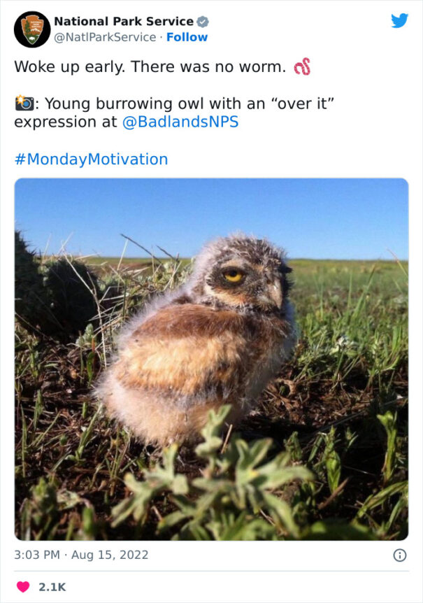 20 Hilarious Tweets From The Viral National Park Service Twitter ...