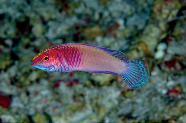 This Rainbow-Colored Fish Is Born Female But Turns Into A Male Later ...