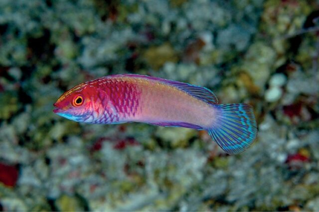 This Rainbow-Colored Fish Is Born Female But Turns Into A Male Later ...