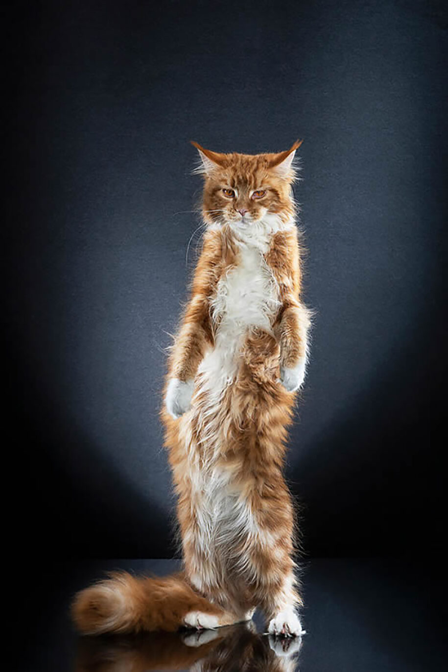 Photographer Captures Unique Portraits Of Cats In Standing Postures (15 ...