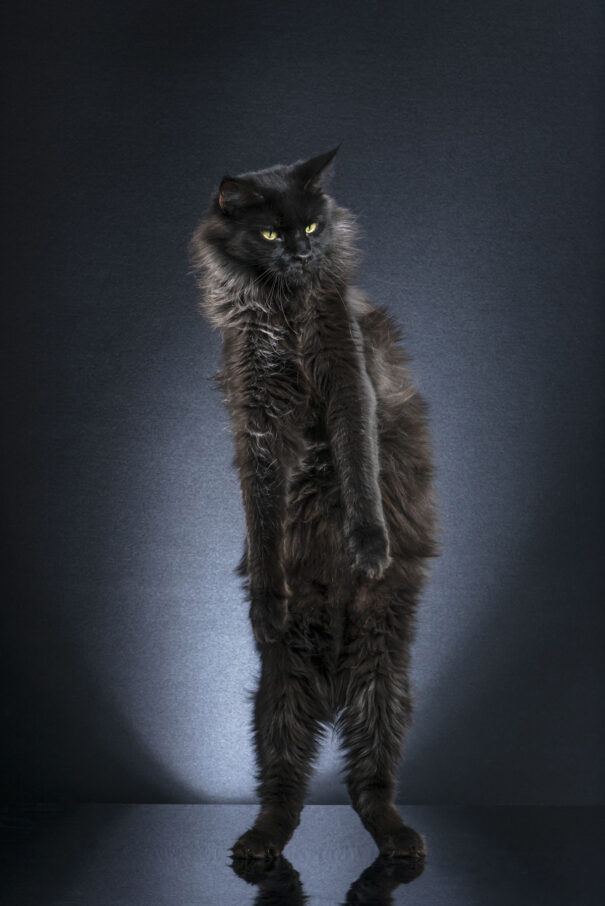 Photographer Captures Unique Portraits Of Cats In Standing Postures (15 ...