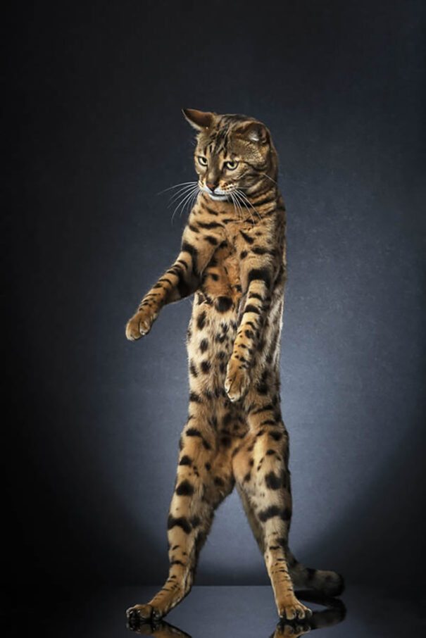 Photographer Captures Unique Portraits Of Cats In Standing Postures (15 ...
