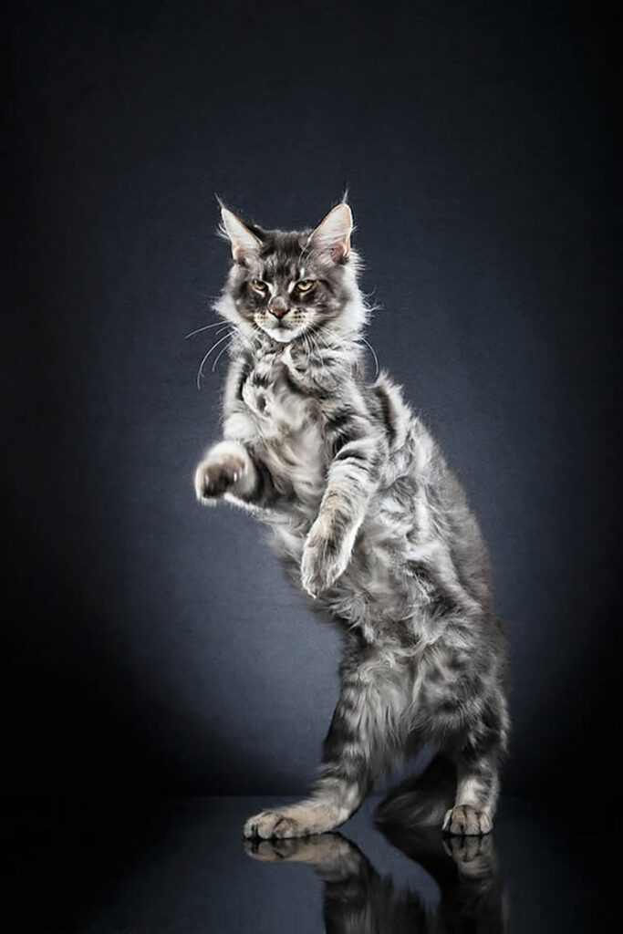 Photographer Captures Unique Portraits Of Cats In Standing Postures (15 ...