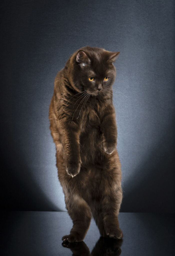 Photographer Captures Unique Portraits Of Cats In Standing Postures (15 ...