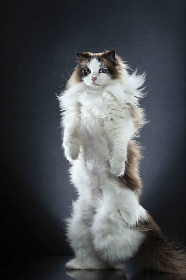 Photographer Captures Unique Portraits Of Cats In Standing Postures (15 ...