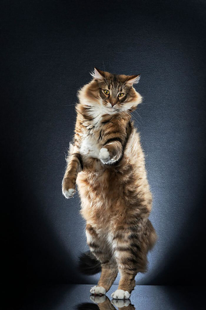 Photographer Captures Unique Portraits Of Cats In Standing Postures (15 ...