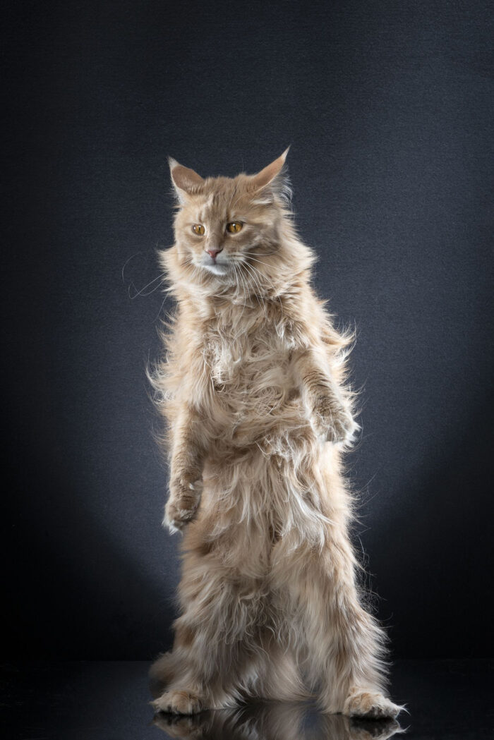 Photographer Captures Unique Portraits Of Cats In Standing Postures (15 ...